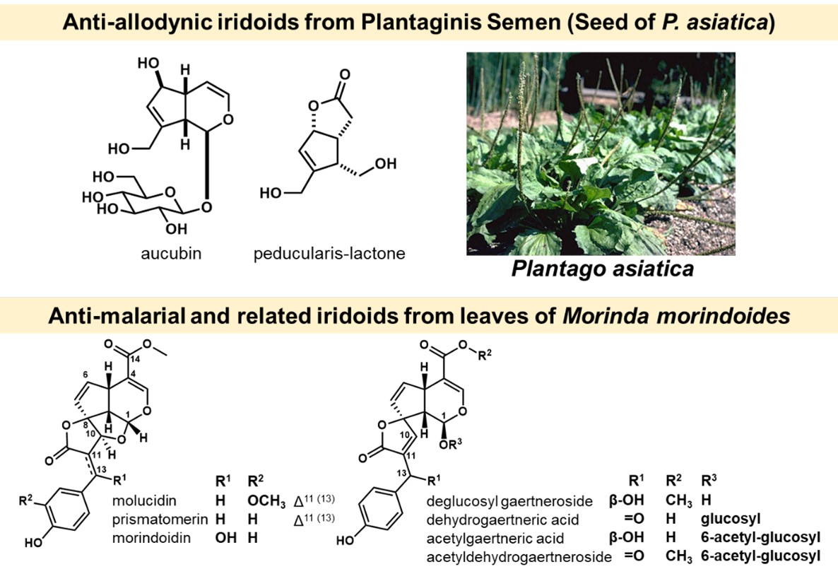 Section of Pharmacognosy | Institute of Natural Medicine